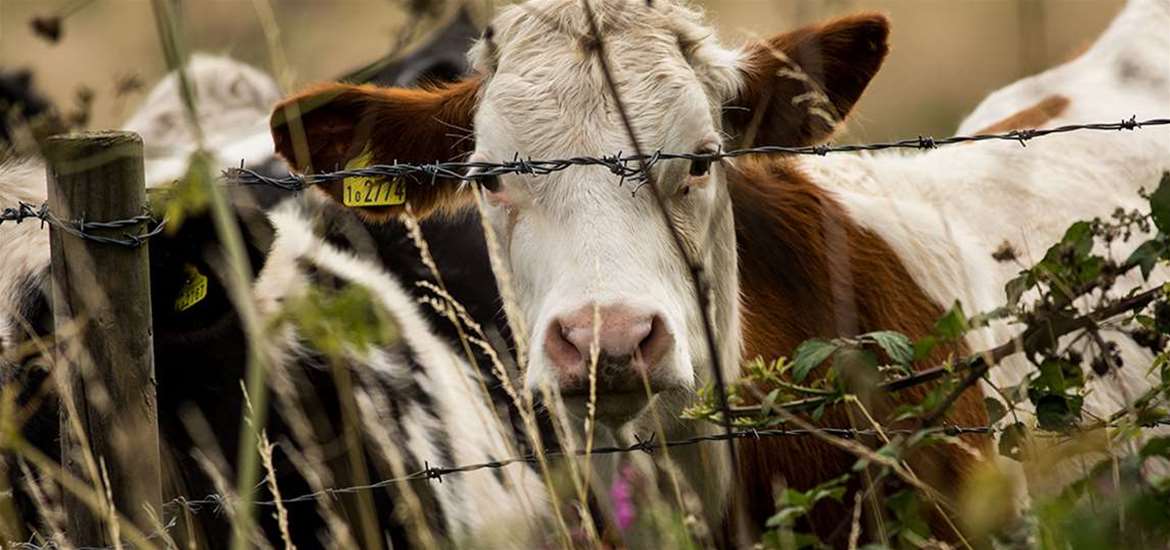 Fen Farm Dairy - Shopping - Bungay, Suffolk