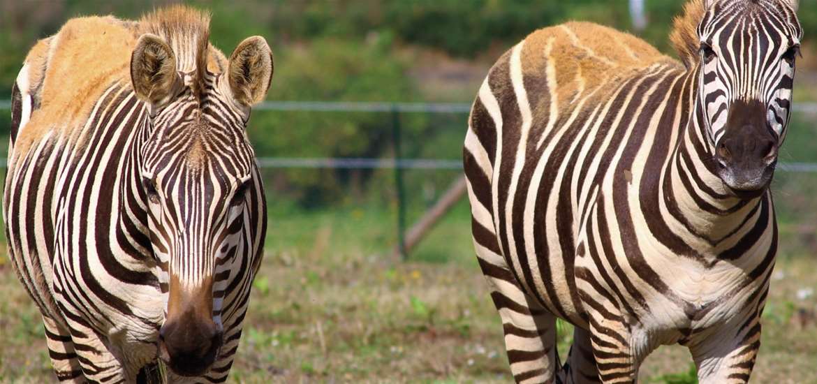 Jimmy's Farm & Wildlife Park - Attractions - Suffolk