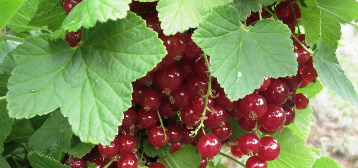 Guide to visiting the charming town of Beccles in Suffolk